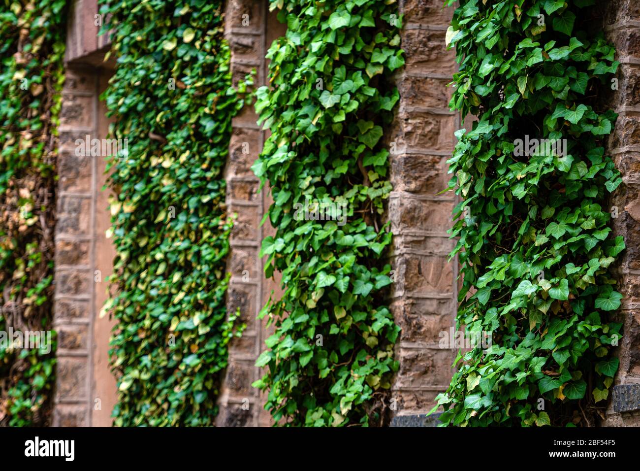 creeping plants, ivy on the ancient stone building walls, plants and ...