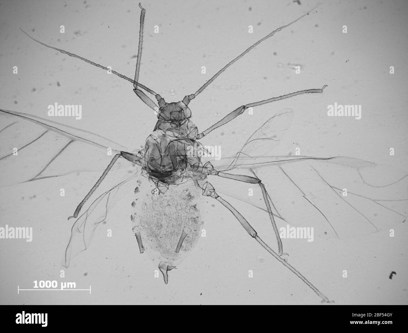 Kakimia hi-res stock photography and images - Alamy