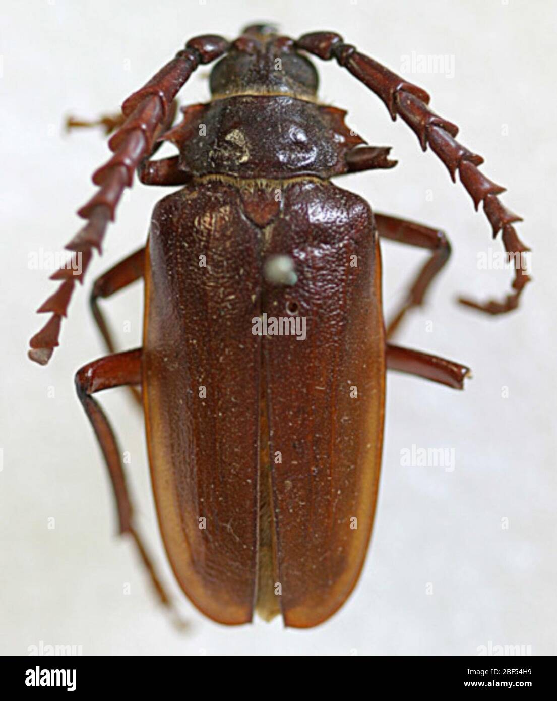 Prionus ineptus. 9 Jan 20141 Stock Photo - Alamy