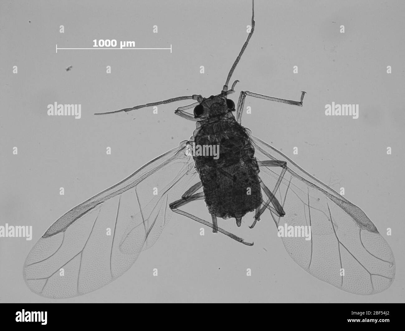 Aphis species Black and White Stock Photos & Images - Alamy