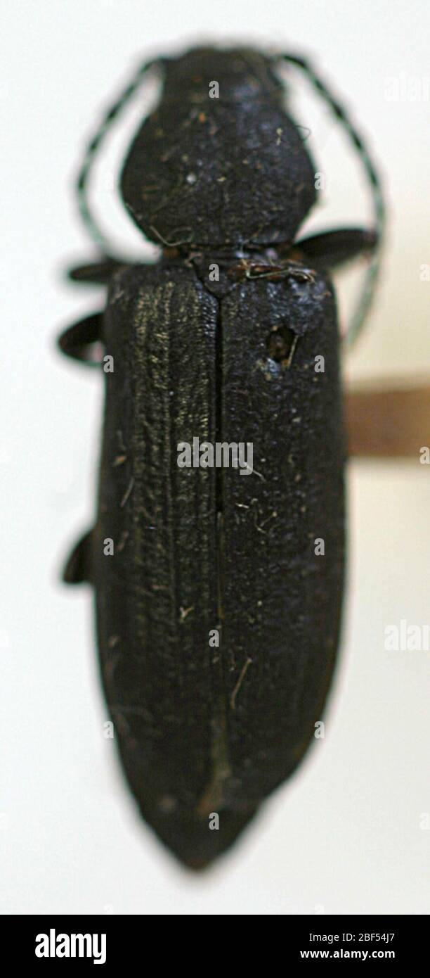 Asemum hi-res stock photography and images - Alamy
