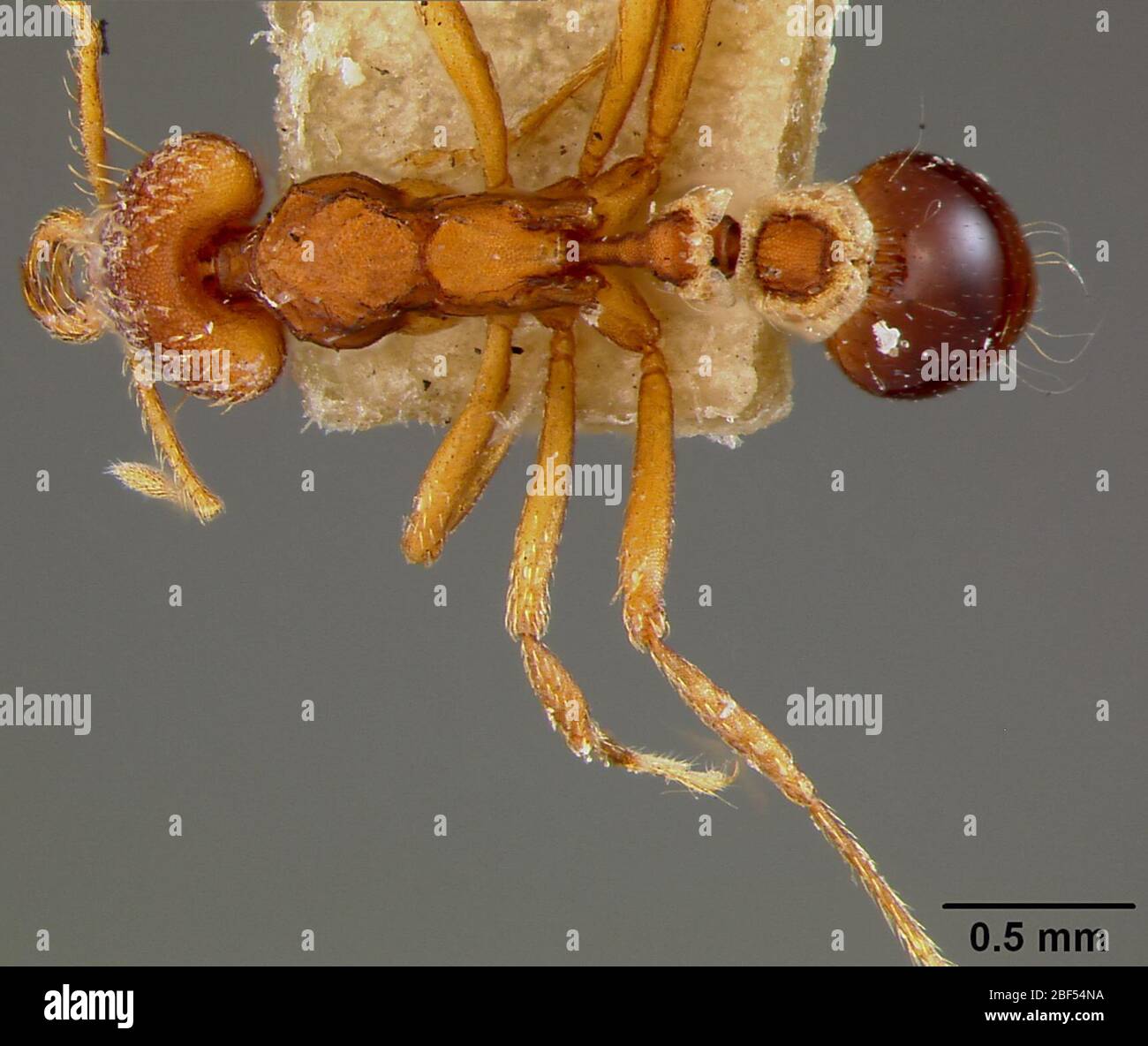 Planeti hi-res stock photography and images - Alamy