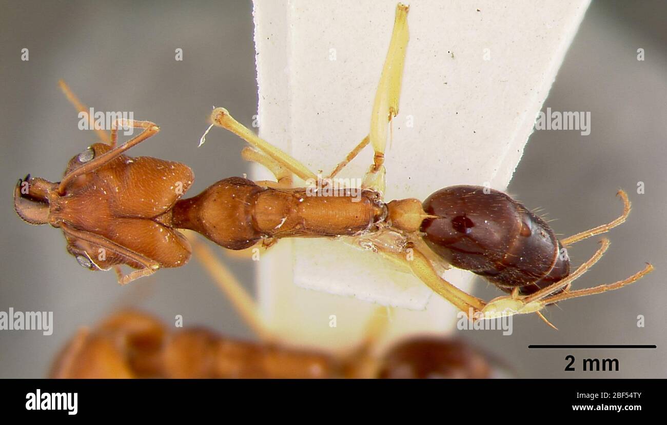 Odontomachus High Resolution Stock Photography and Images - Alamy
