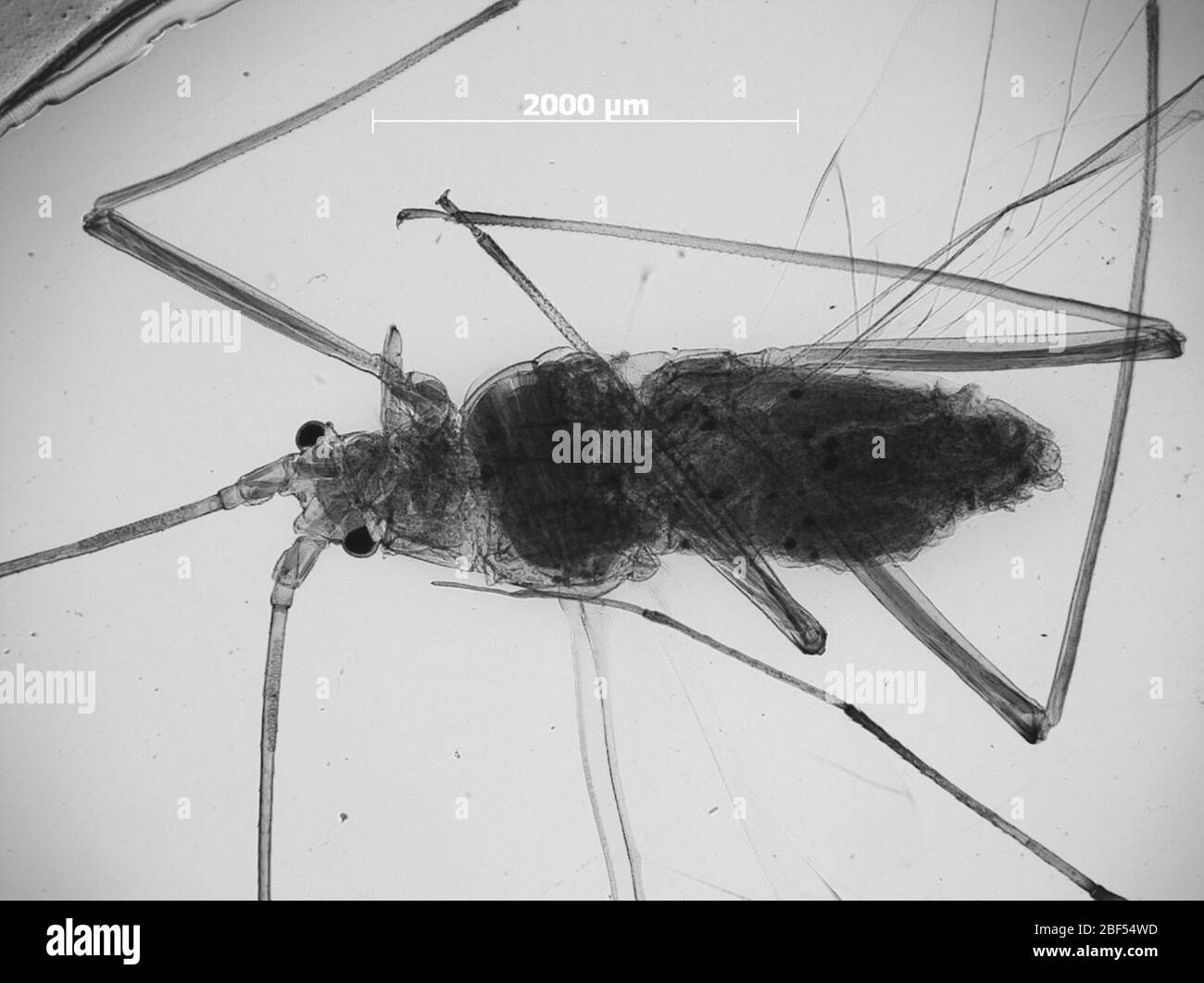 Lineata Black and White Stock Photos & Images - Alamy