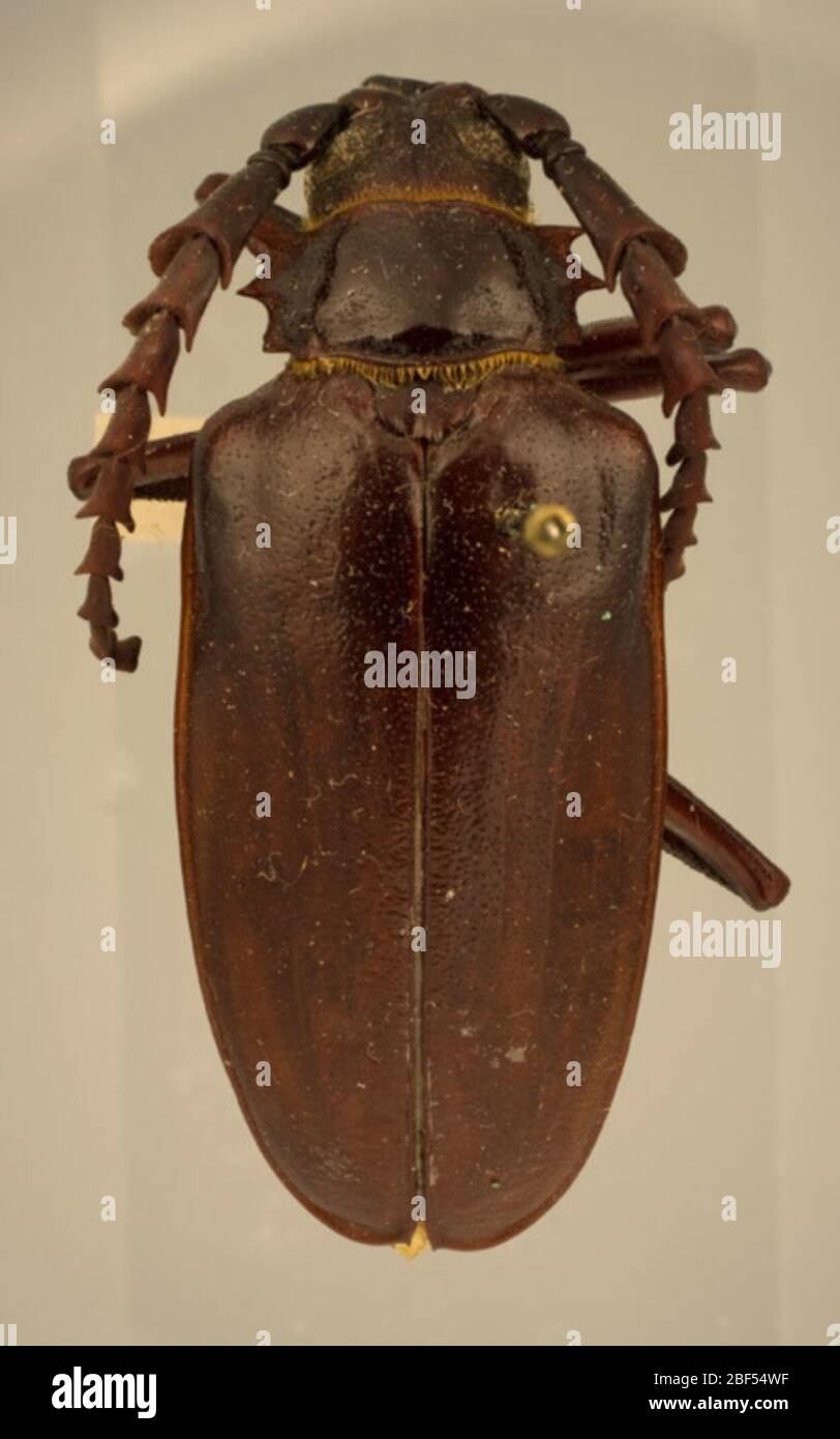 Prionus spiculosus coloradensis. 9 Jan 20141 Stock Photo - Alamy