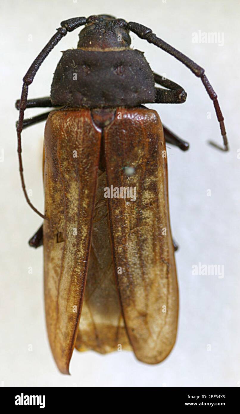 Ergates hi-res stock photography and images - Alamy