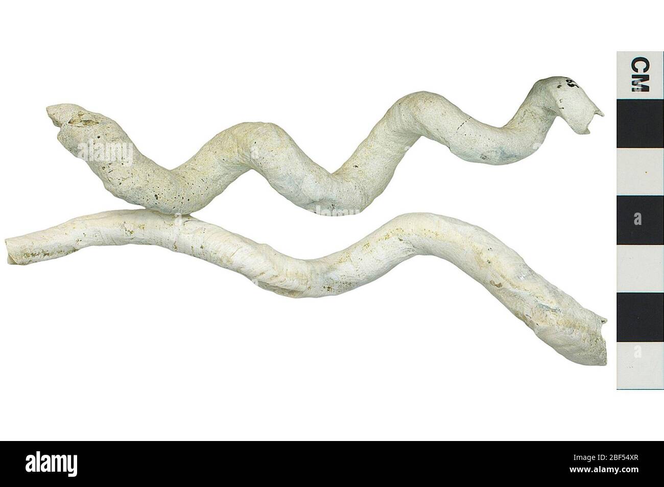 Worm. This object is part of the Education and Outreach collection ...