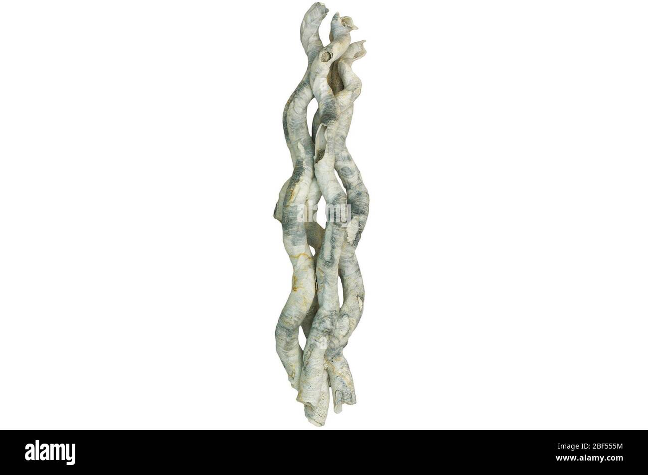 Worm. This object is part of the Education and Outreach collection ...