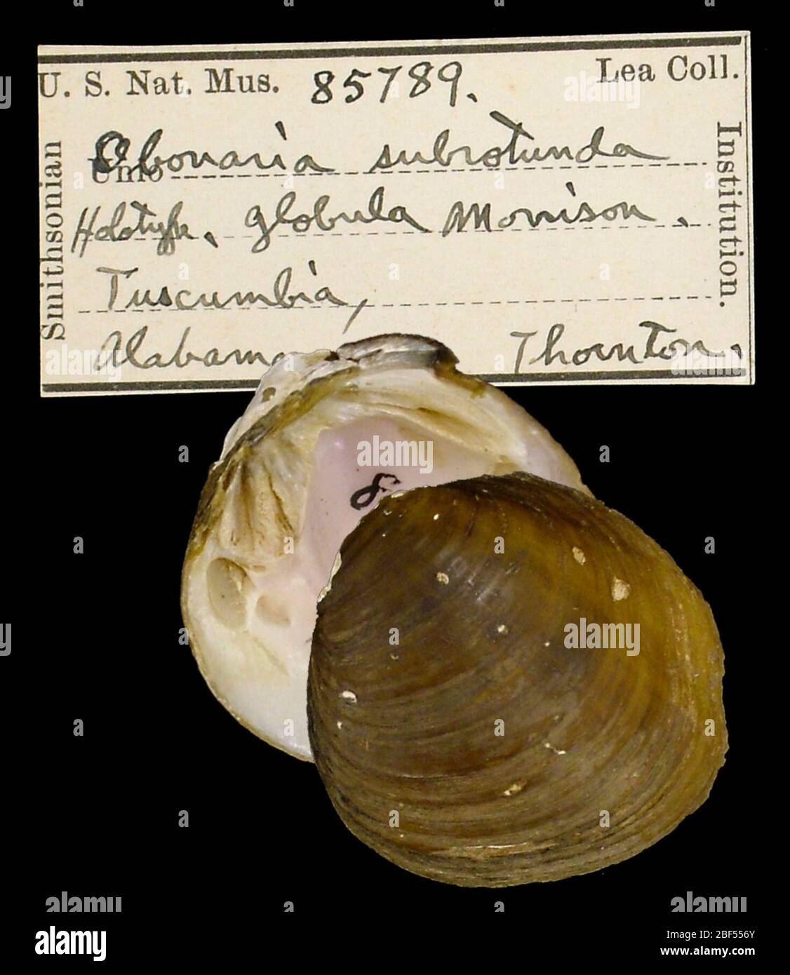 Obovaria subrotunda globula. 20 Jan 20162 Stock Photo - Alamy