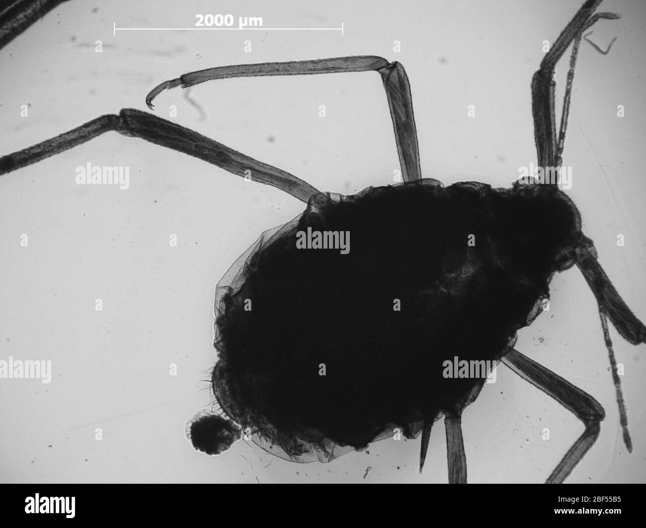 Coloradensis hi-res stock photography and images - Alamy