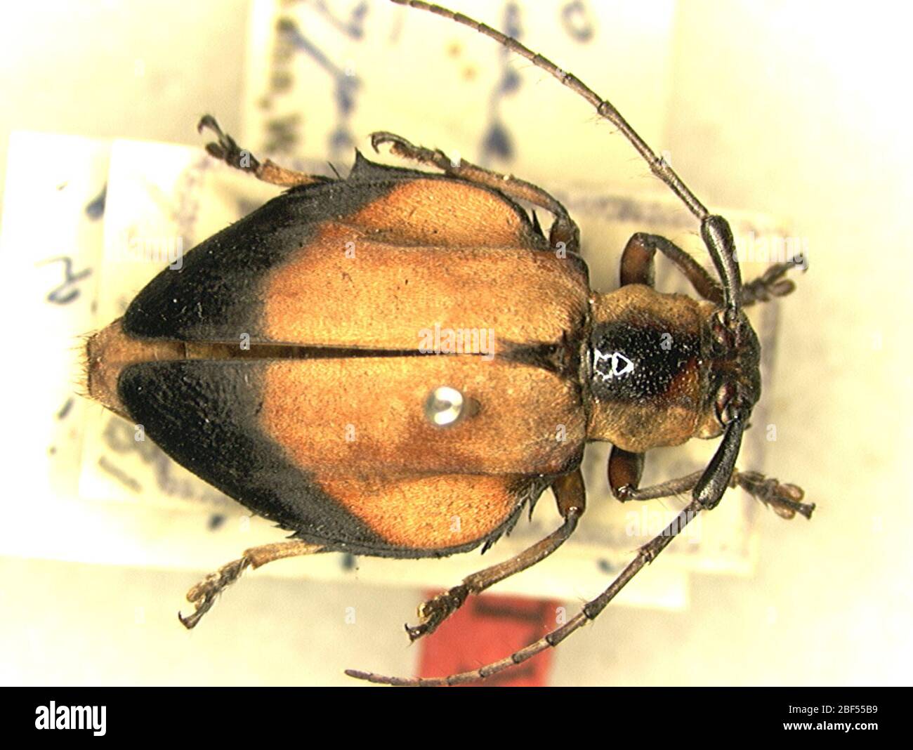 Ites hi-res stock photography and images - Alamy