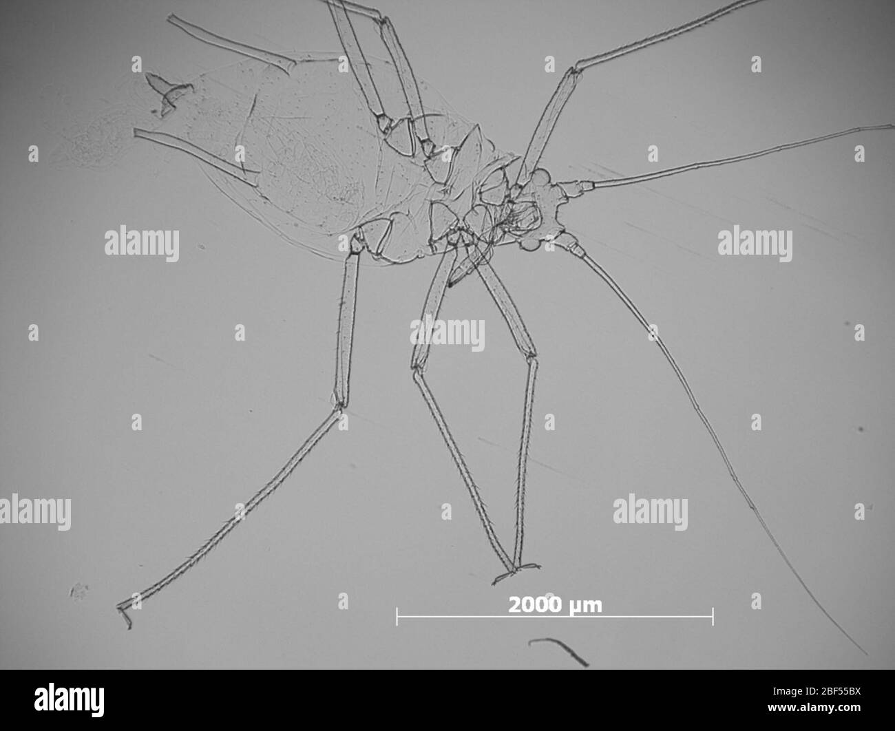 Wilsoni hi-res stock photography and images - Alamy