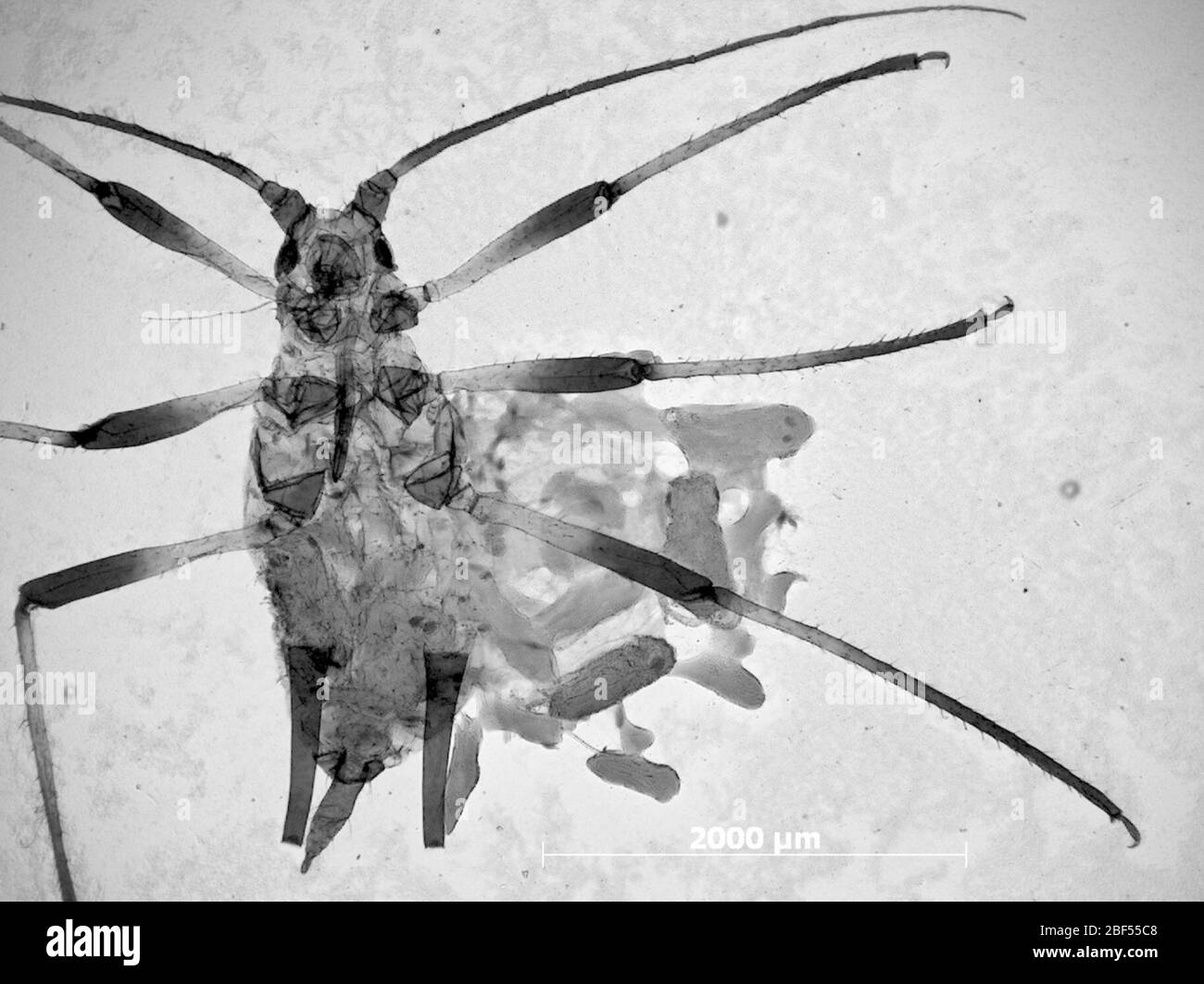 Dactynotus simile. 6 Oct 20151 Stock Photo - Alamy