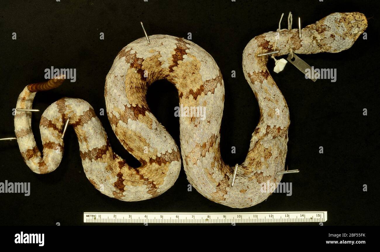 Crotalus lepidus lepidus hi-res stock photography and images - Alamy