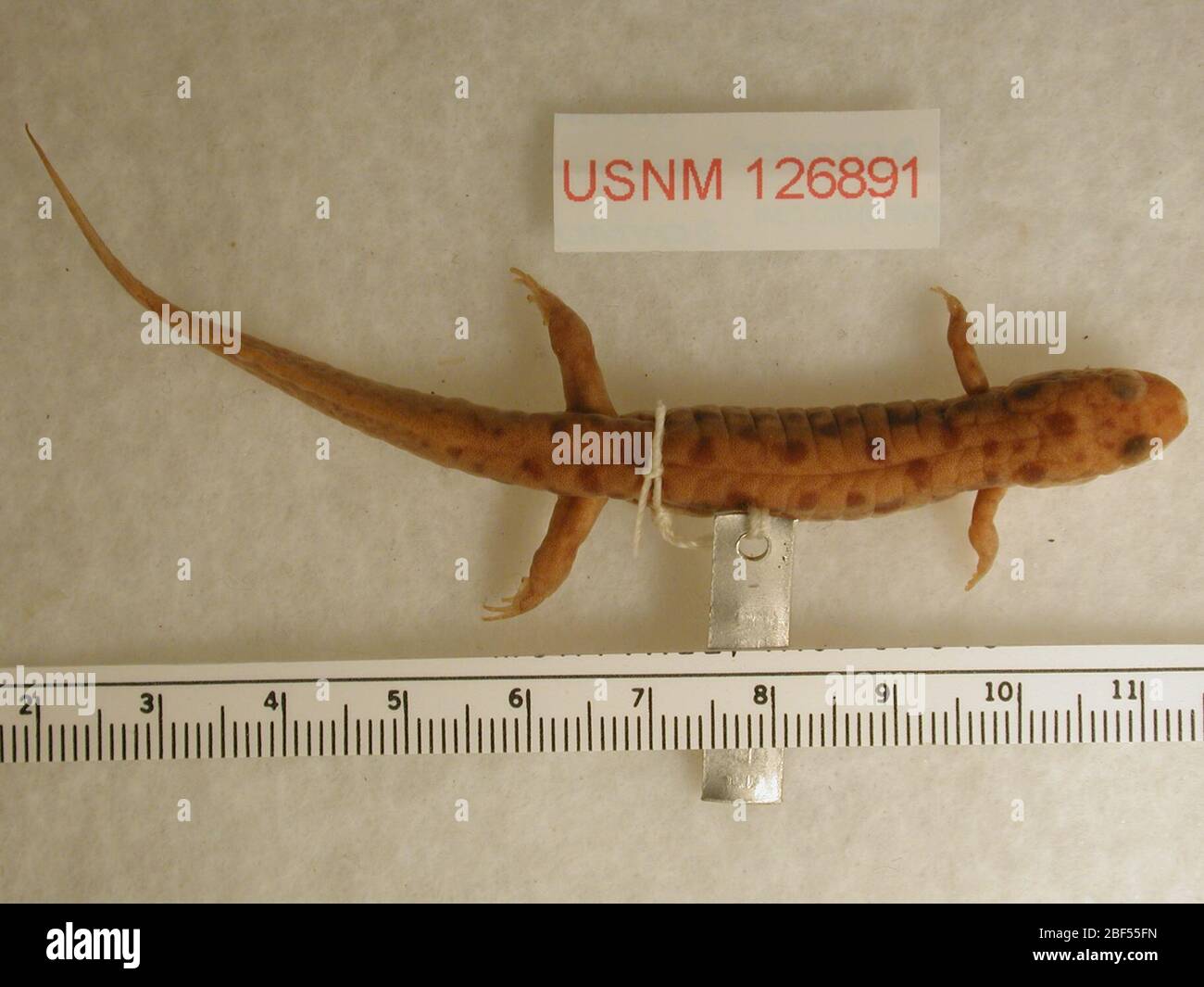 Desmognathus monticola jeffersoni. 2 Oct 20181 Stock Photo - Alamy