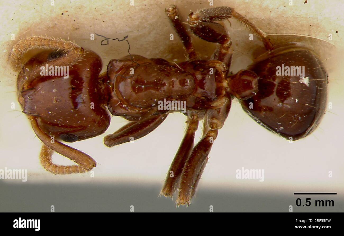 Ant and dec hi-res stock photography and images - Alamy