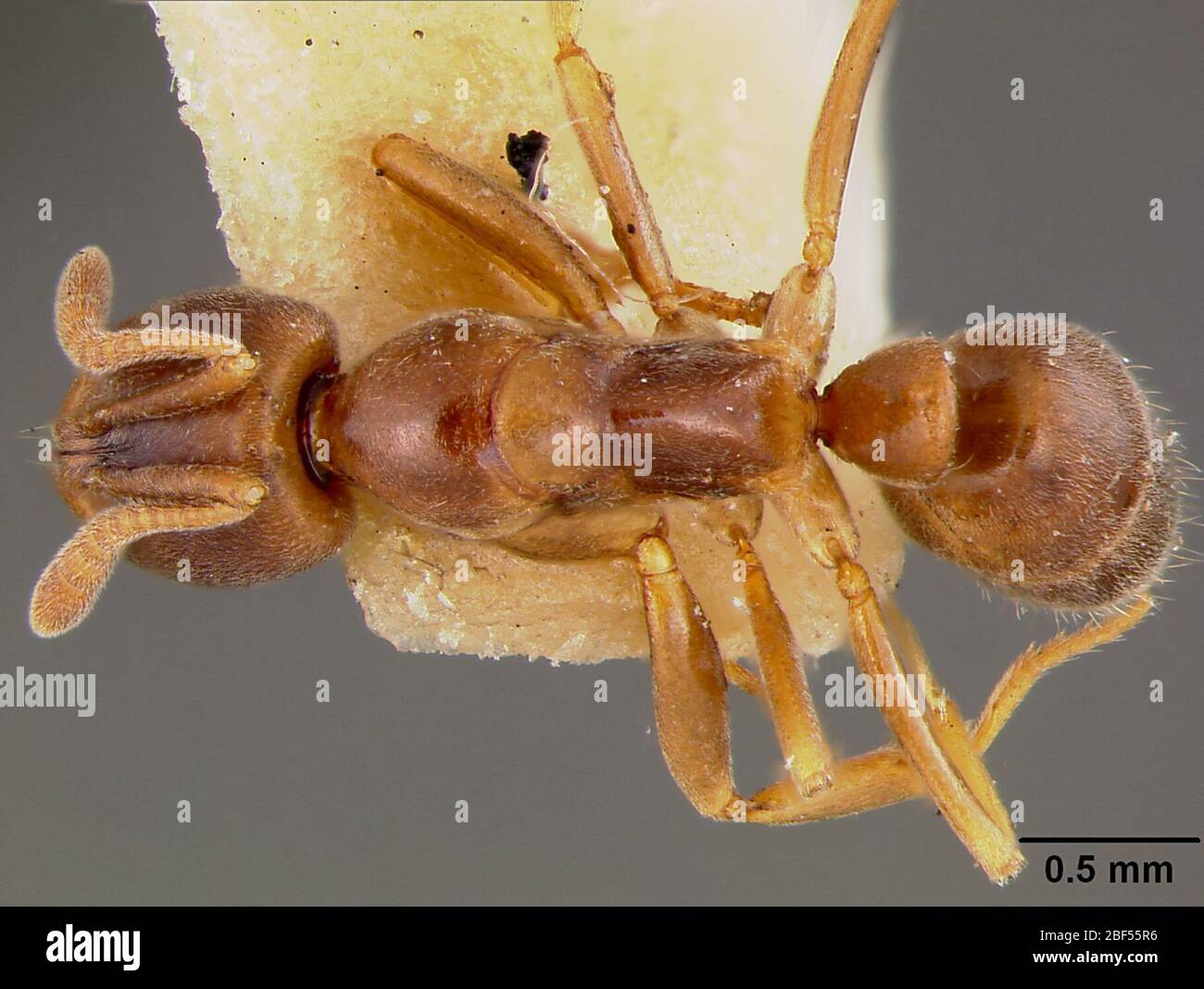 Perplexa hi-res stock photography and images - Alamy