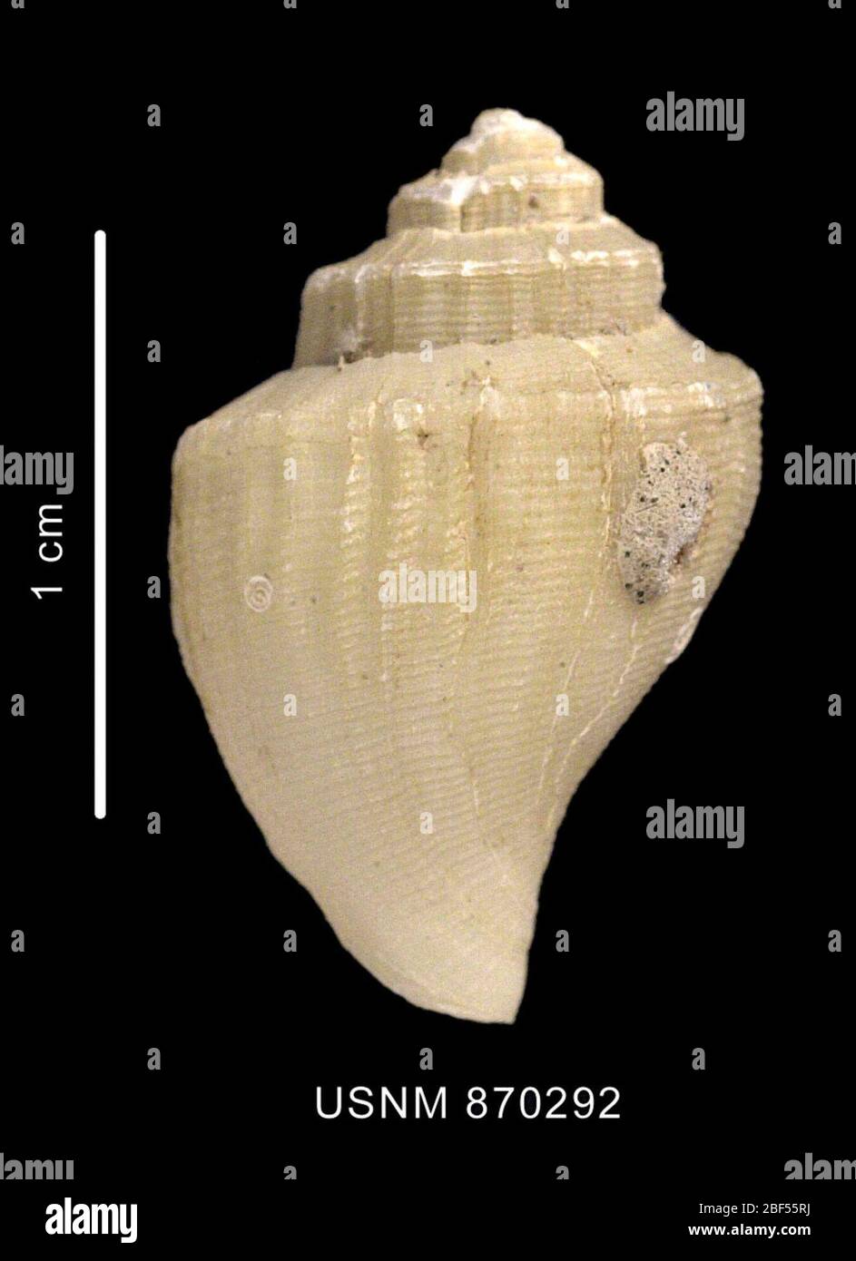 Percarinata hi-res stock photography and images - Alamy