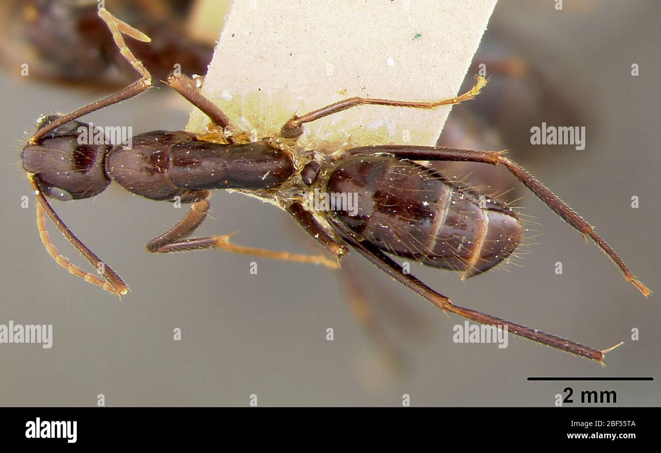 Camponotus Colobopsis maculatus plombyi. 28 Dec 20163 Stock Photo - Alamy