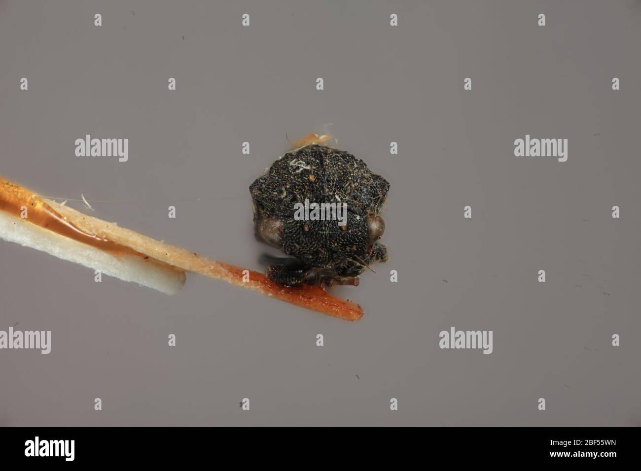 Gargara hi-res stock photography and images - Alamy