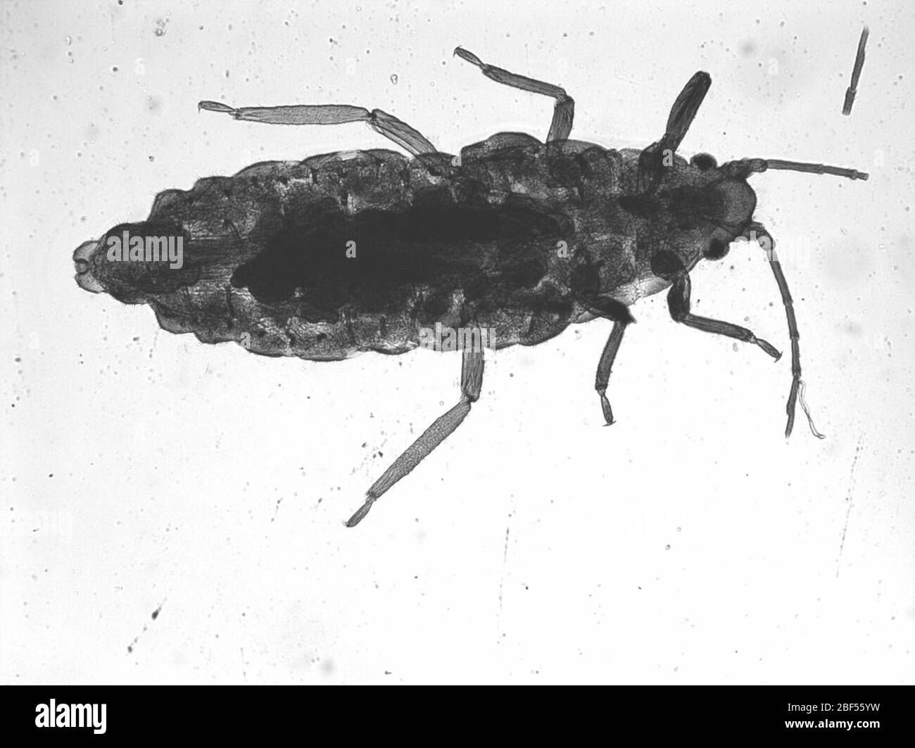 Insect specimen study Black and White Stock Photos & Images - Alamy