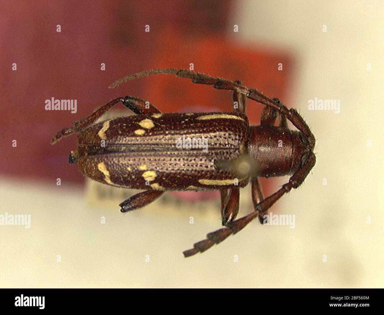 Myia hi-res stock photography and images - Alamy