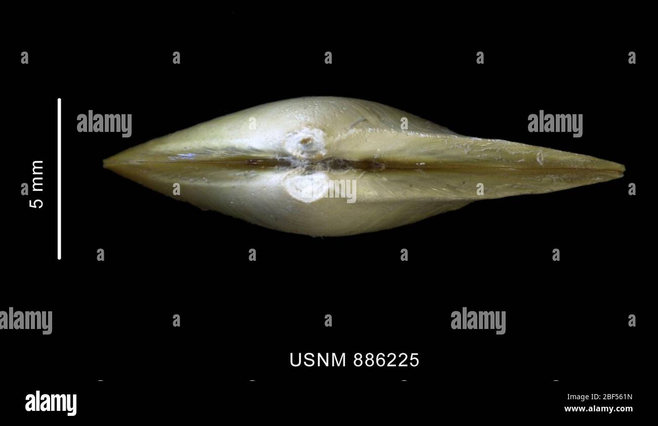 Spinula calcar. 16 Jan 20131271 Stock Photo - Alamy