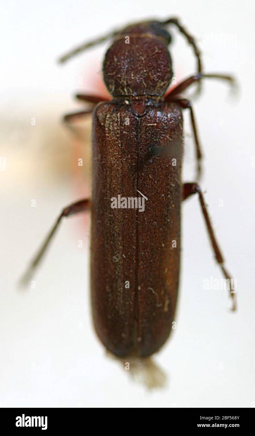 Criocephalus hi-res stock photography and images - Alamy