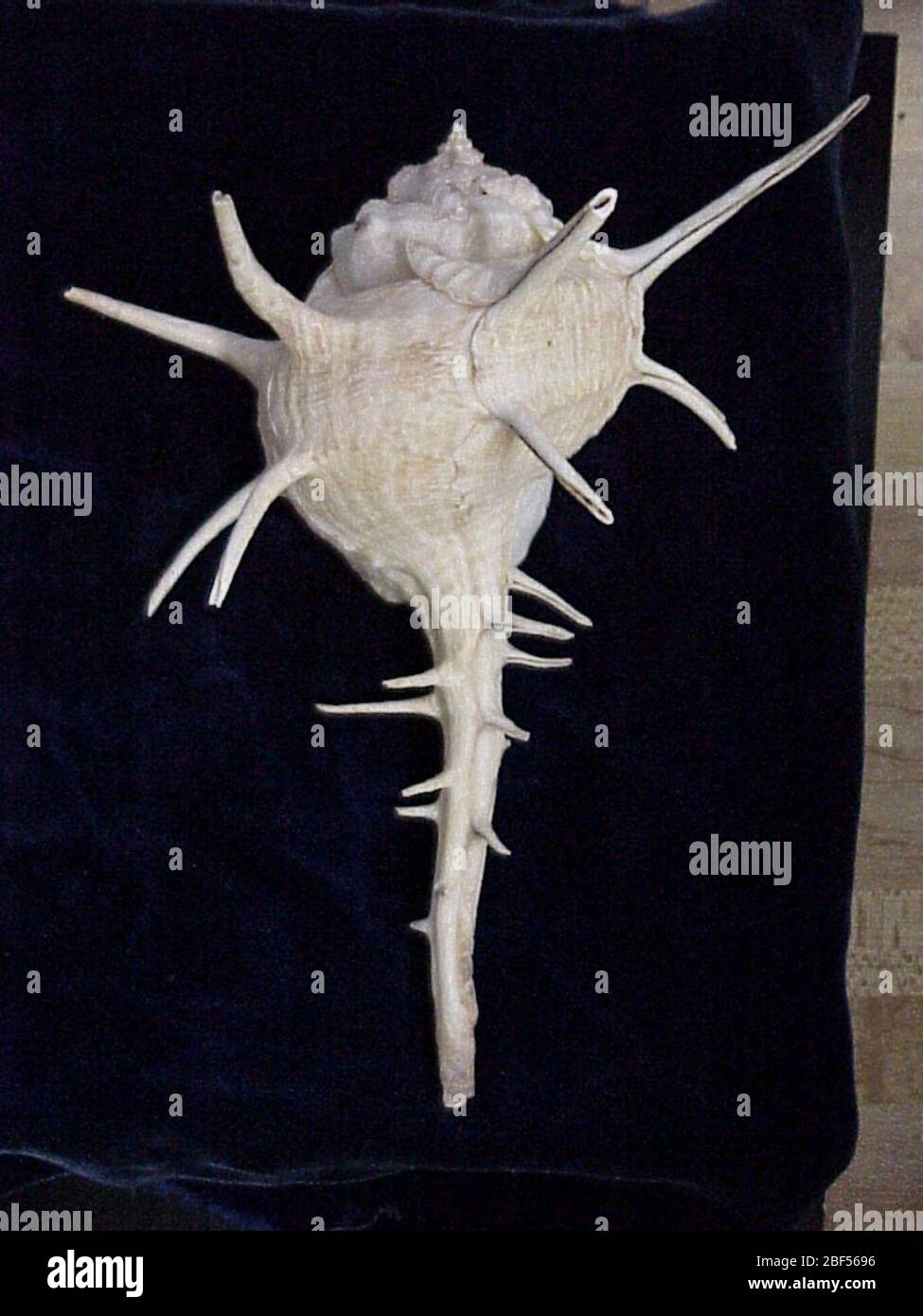 Bolinus hi-res stock photography and images - Alamy