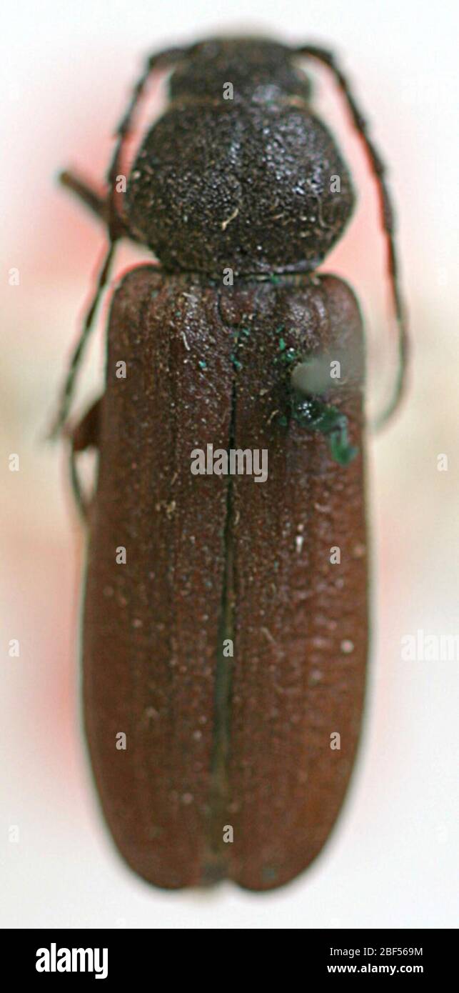 Asemum hi-res stock photography and images - Alamy