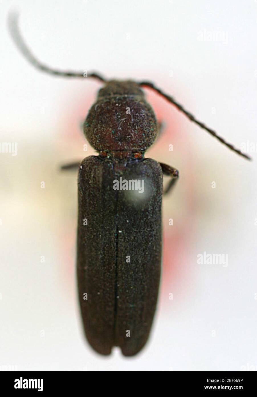 Asemum hi-res stock photography and images - Alamy