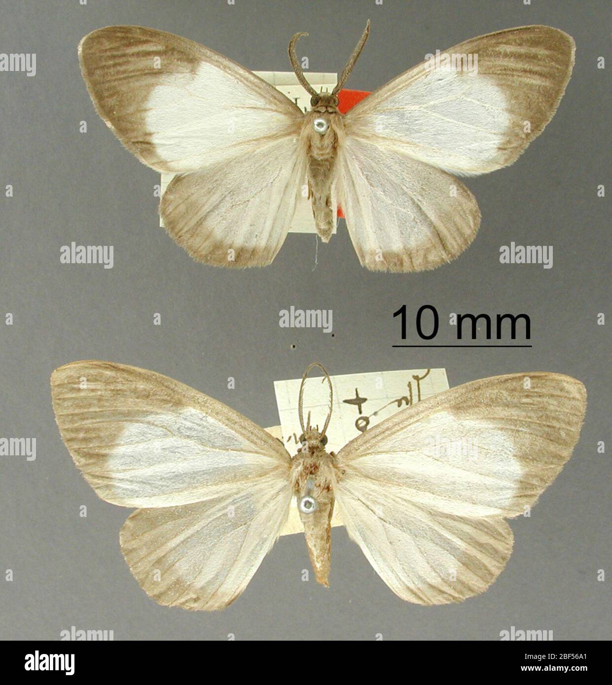 Legata hi-res stock photography and images - Alamy