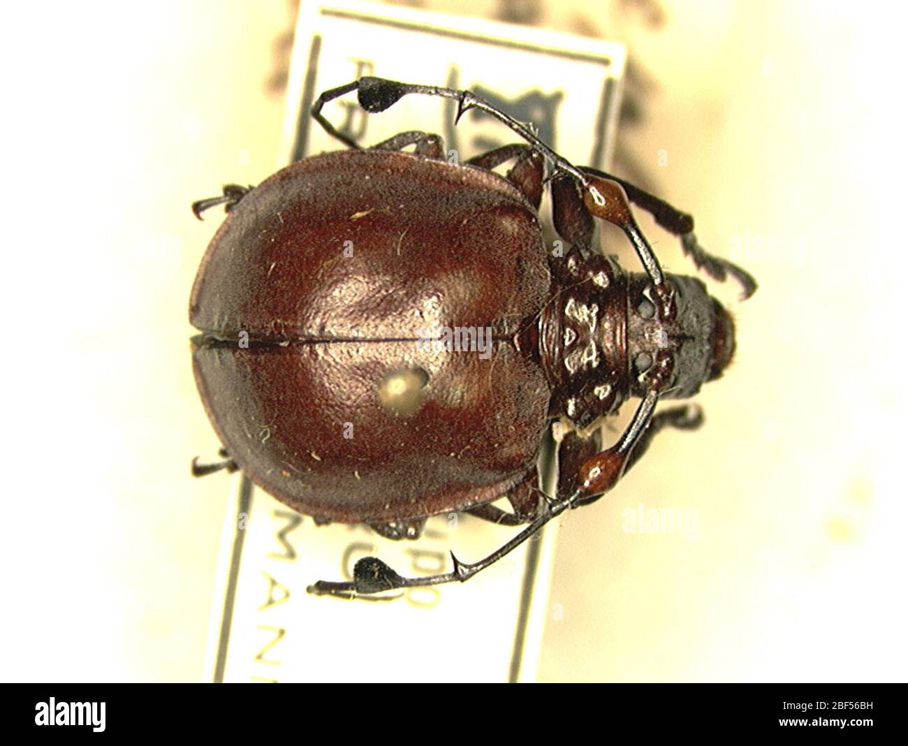 Thoracicus hi-res stock photography and images - Alamy