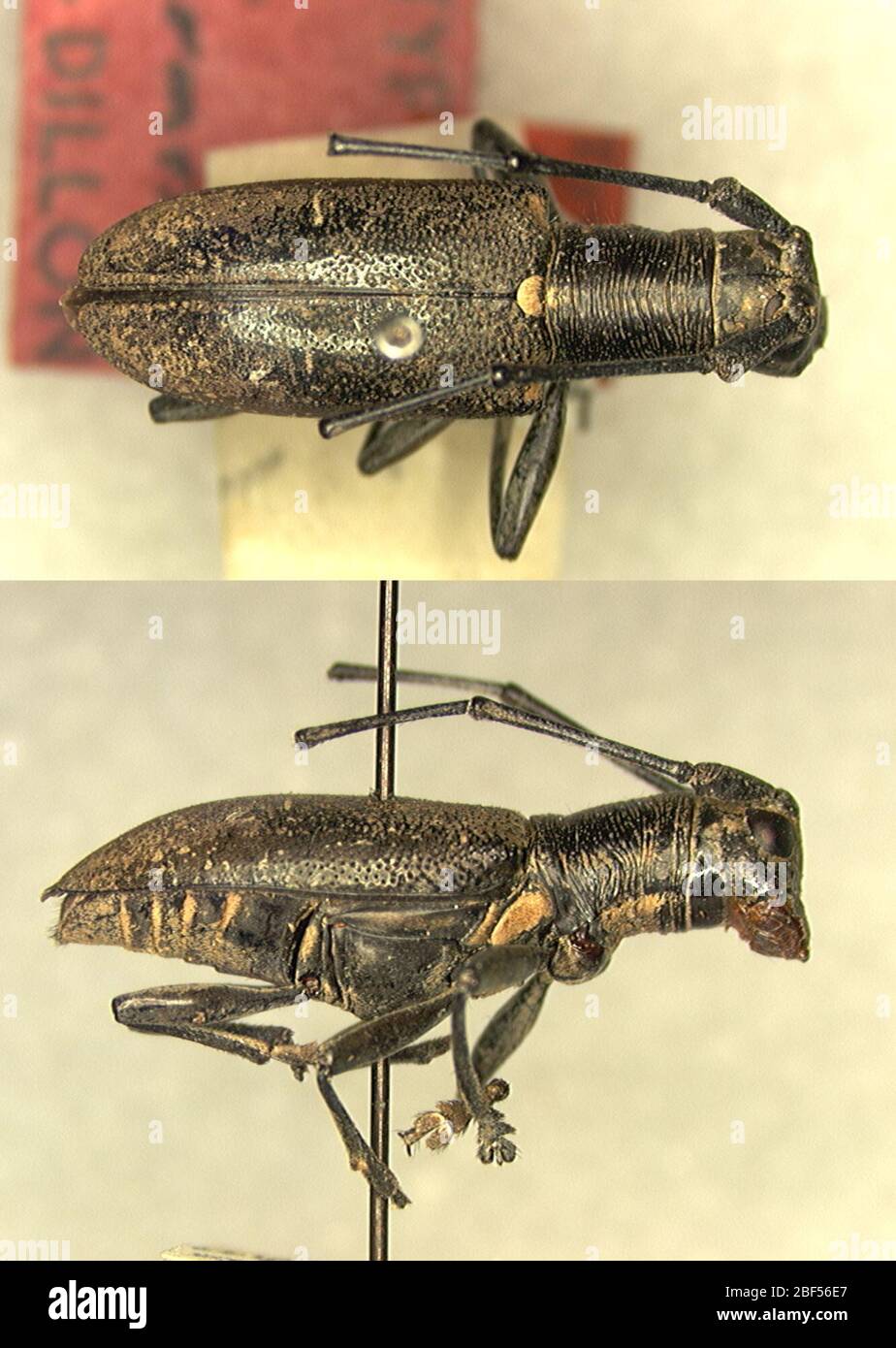 Gnoma uniformis. 9 Jan 20141 Stock Photo - Alamy