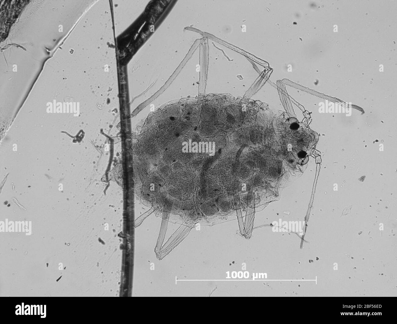 Davisi High Resolution Stock Photography and Images - Alamy