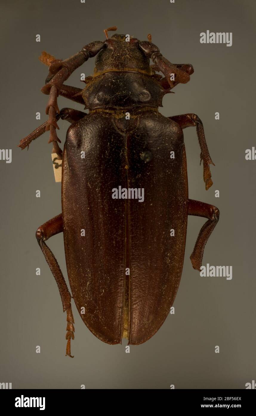 Prionus genus hi-res stock photography and images - Alamy