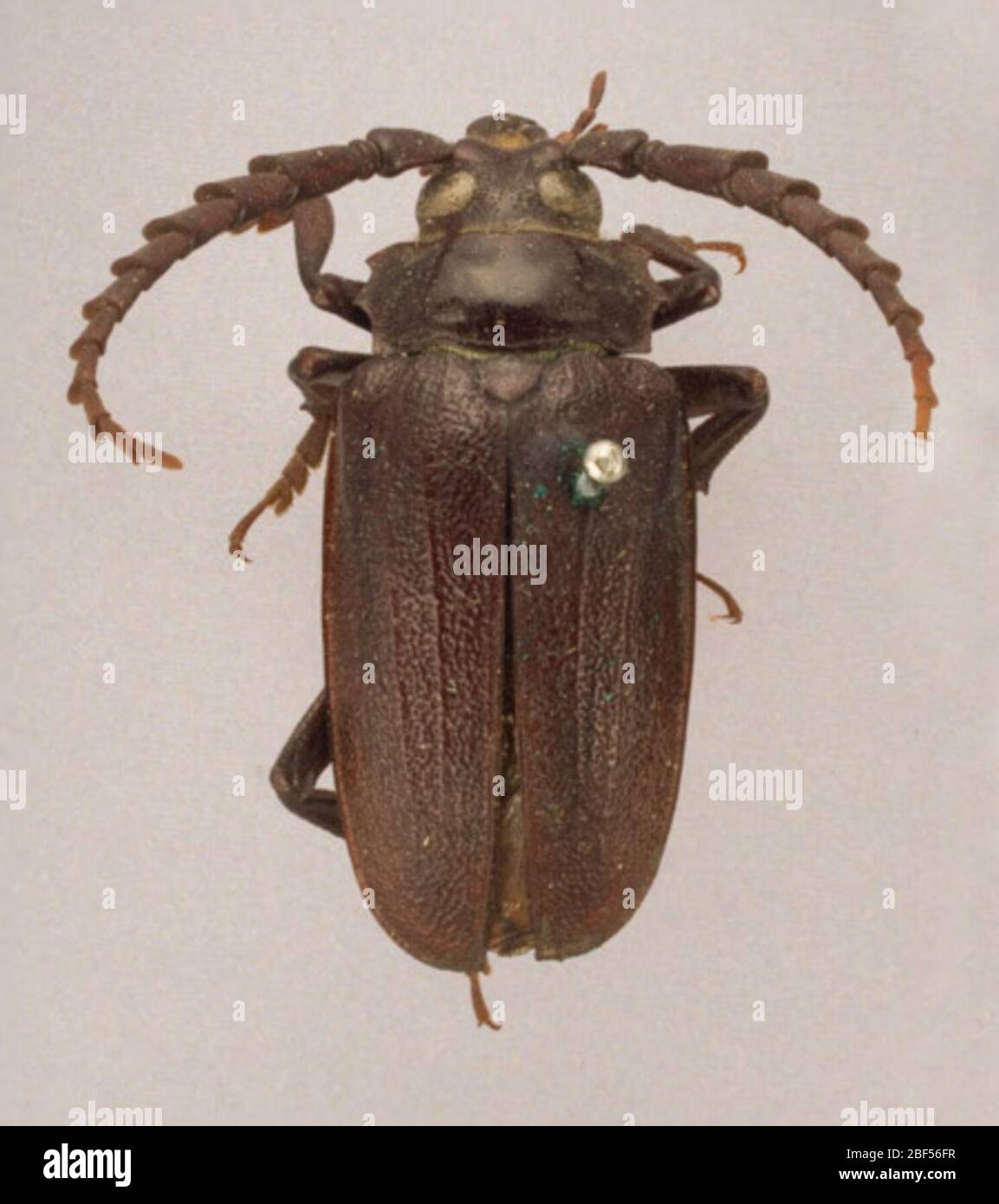 Oblongus hi-res stock photography and images - Alamy