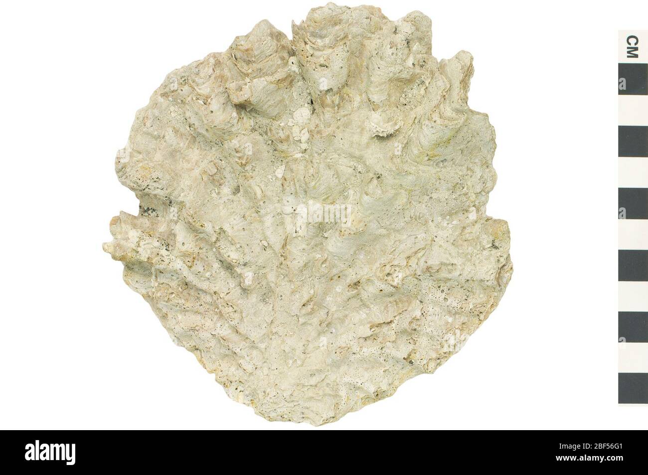 Fossil oyster hi-res stock photography and images - Alamy