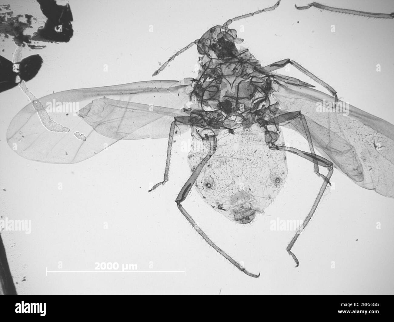 Cinara tonaluca hi-res stock photography and images - Alamy