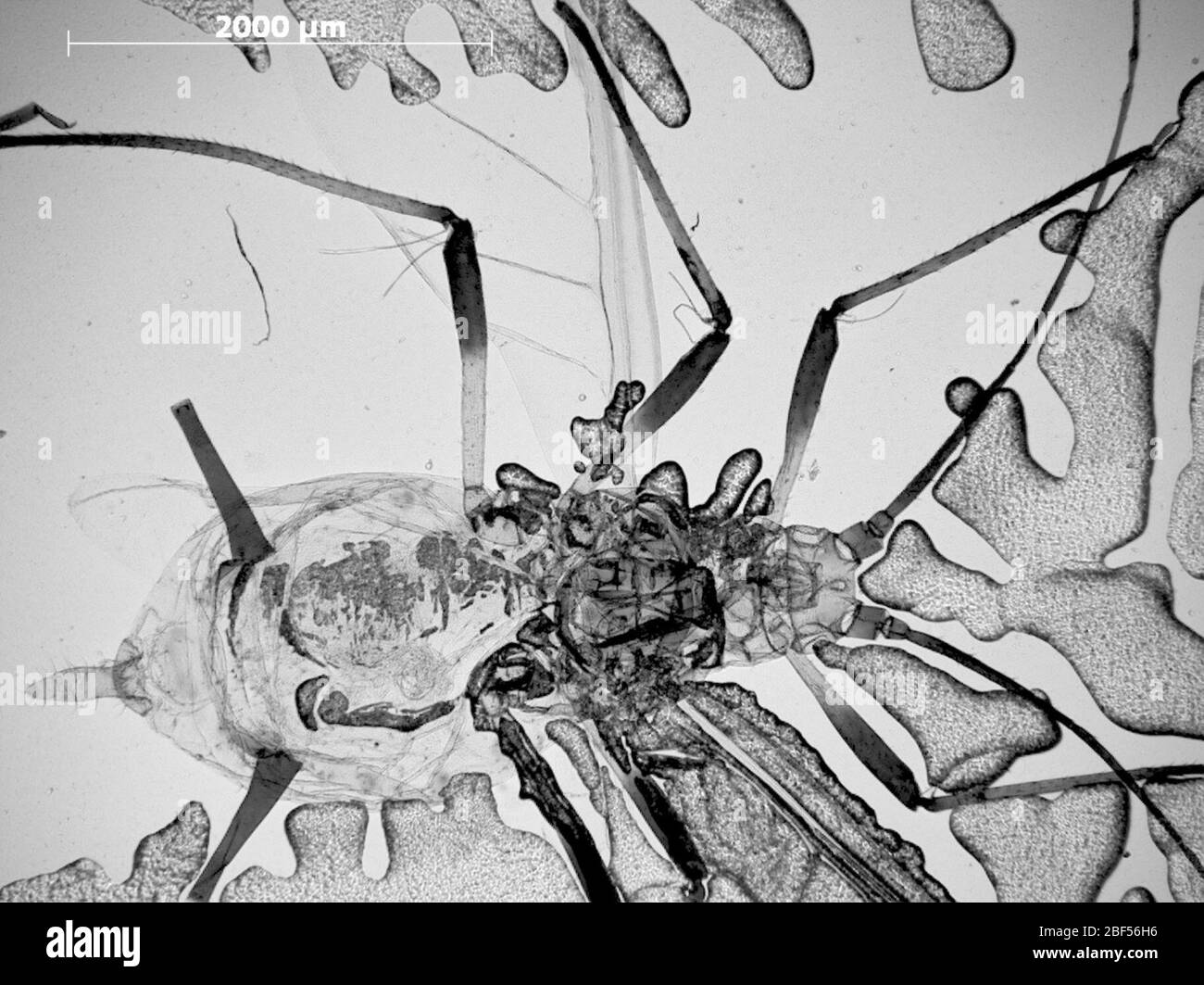 Dactynotus hi-res stock photography and images - Alamy