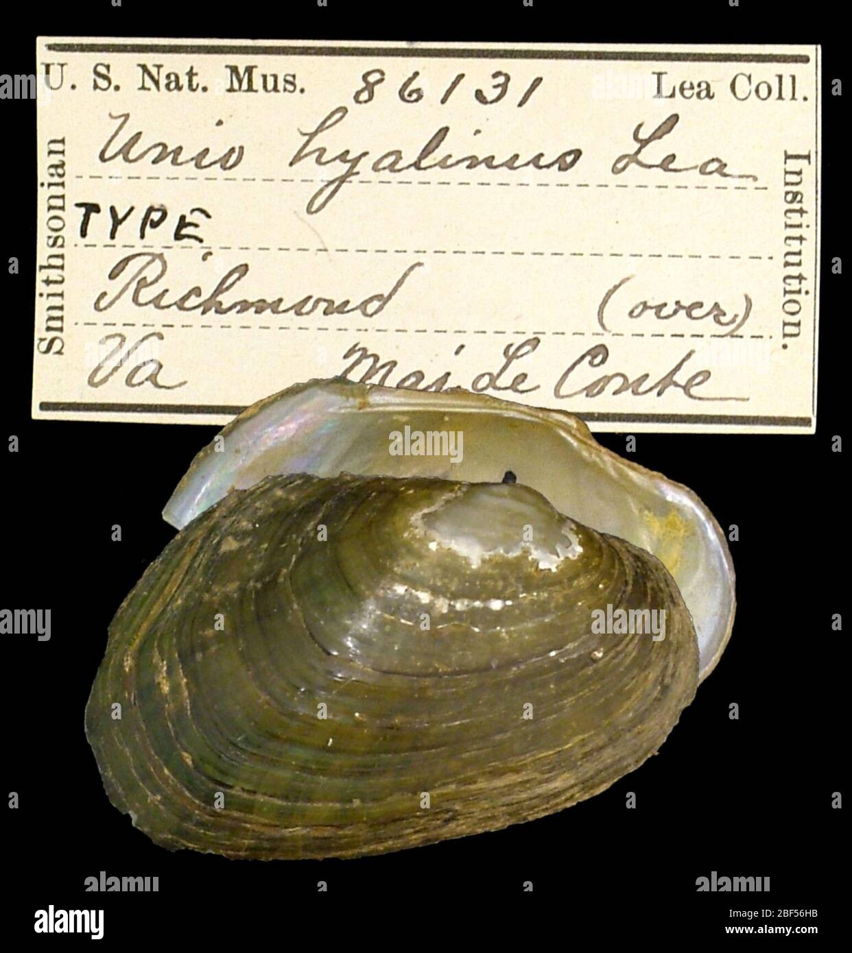 Hyalinus hi-res stock photography and images - Alamy