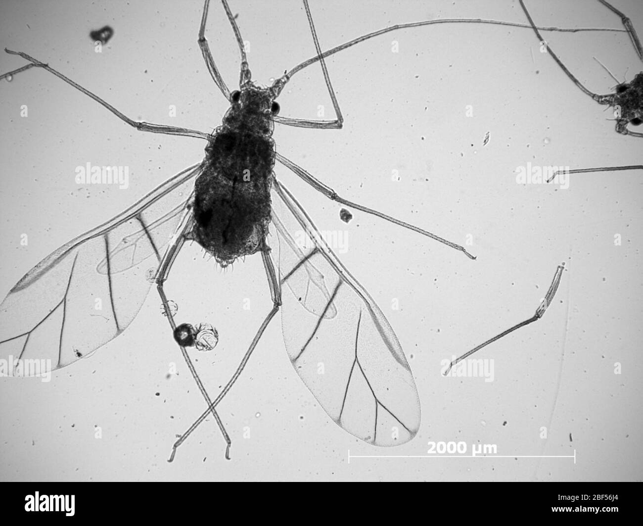 Calaphis alni hi-res stock photography and images - Alamy