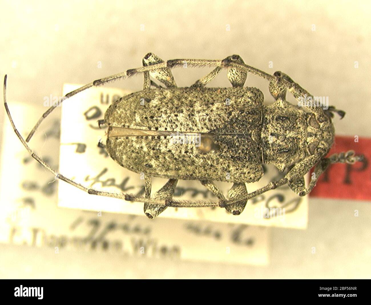 Alphus senilis uniformis. 27 Sep 20131 Stock Photo - Alamy