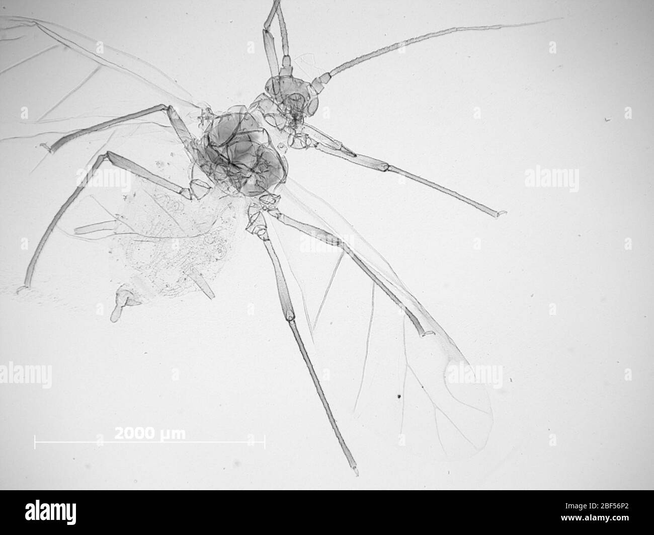 Dactynotus Kakimia takalus. 6 Oct 20151 Stock Photo - Alamy