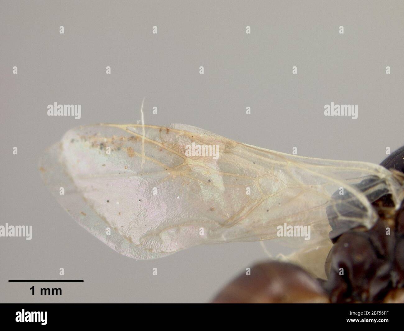 Montivagus hi-res stock photography and images - Alamy