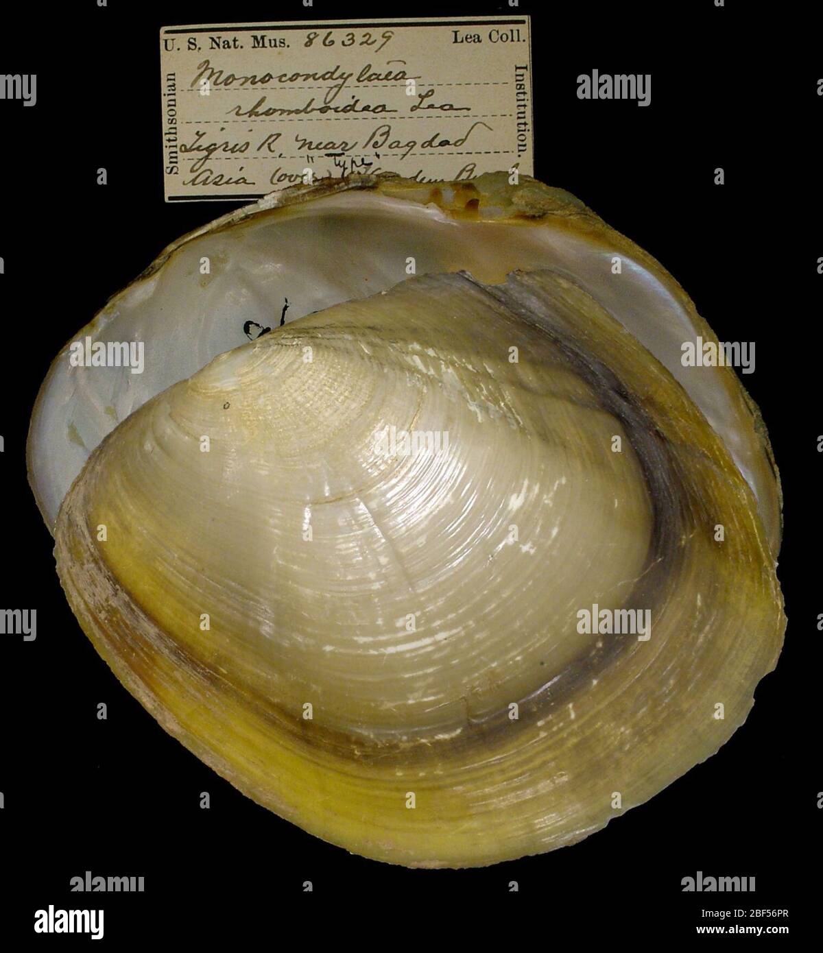 Rhomboidea hi-res stock photography and images - Alamy