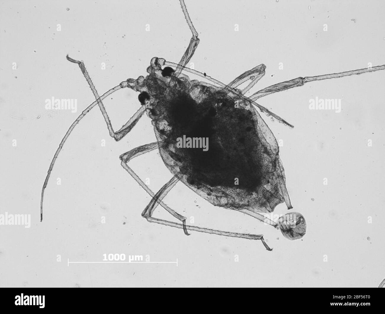Phorodon hi-res stock photography and images - Alamy