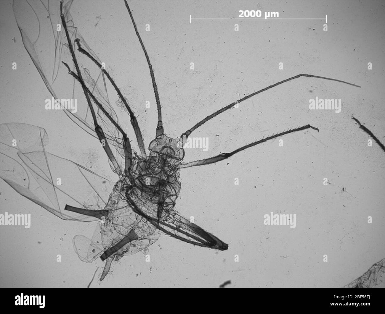 Atripes High Resolution Stock Photography and Images - Alamy