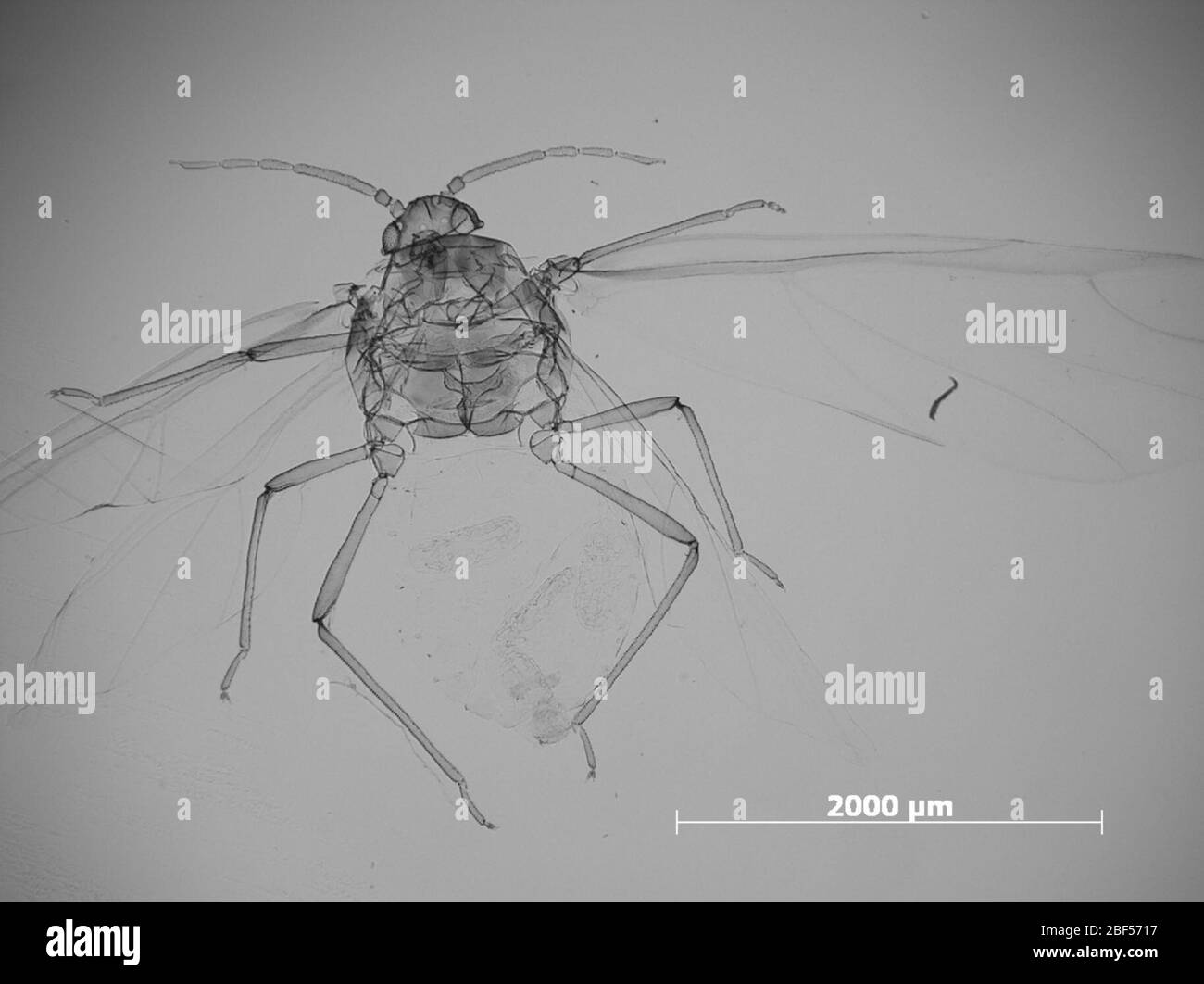 Crataegistrobi hi-res stock photography and images - Alamy