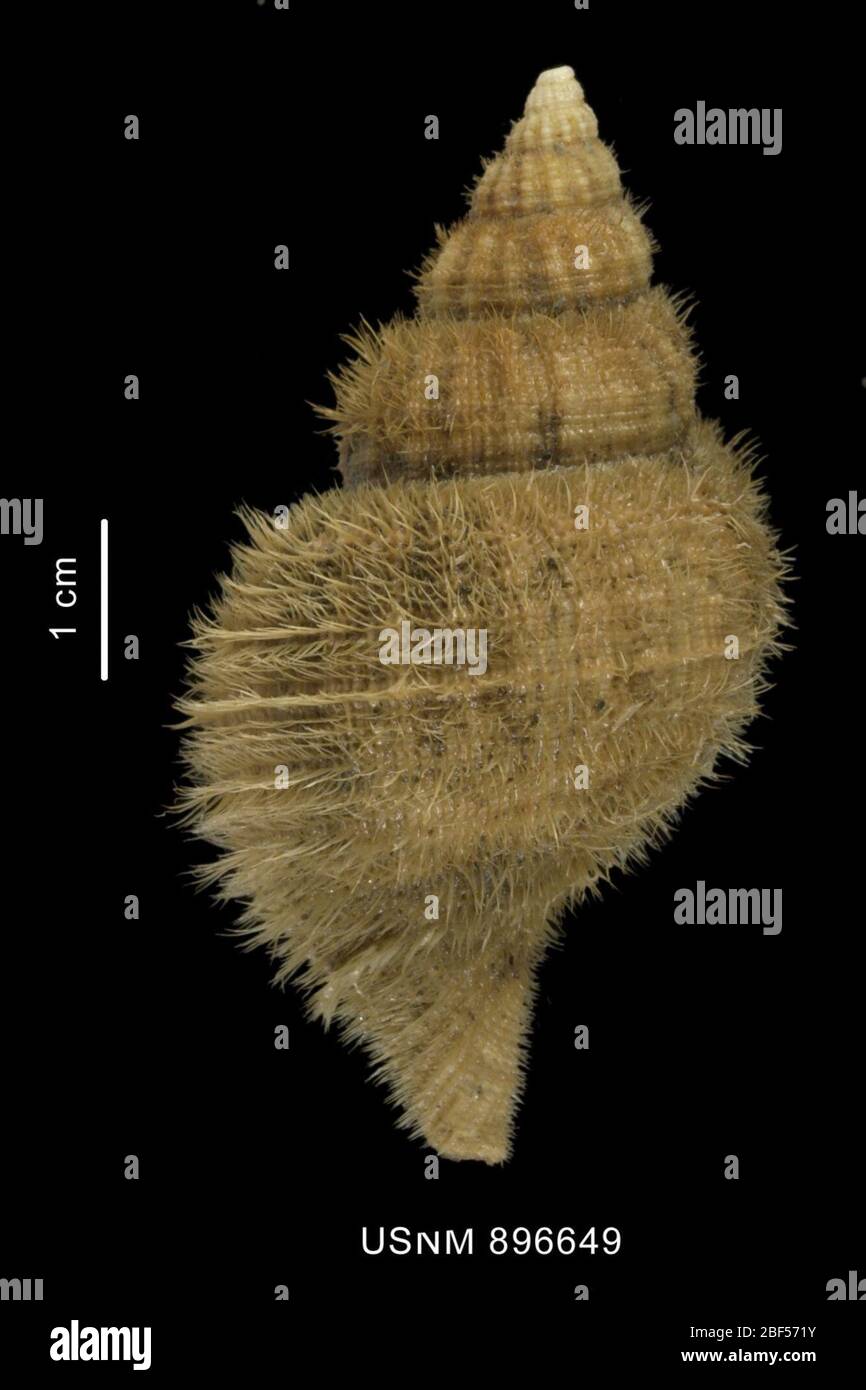 Fusitriton hi-res stock photography and images - Alamy